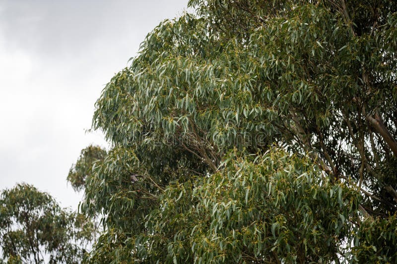 Gum Tree Leaves in the Australian Bush Stock Photo - Image of growth ...