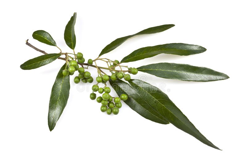 Gum Tree Leaves and Fruit stock image. Image of stem - 34558287