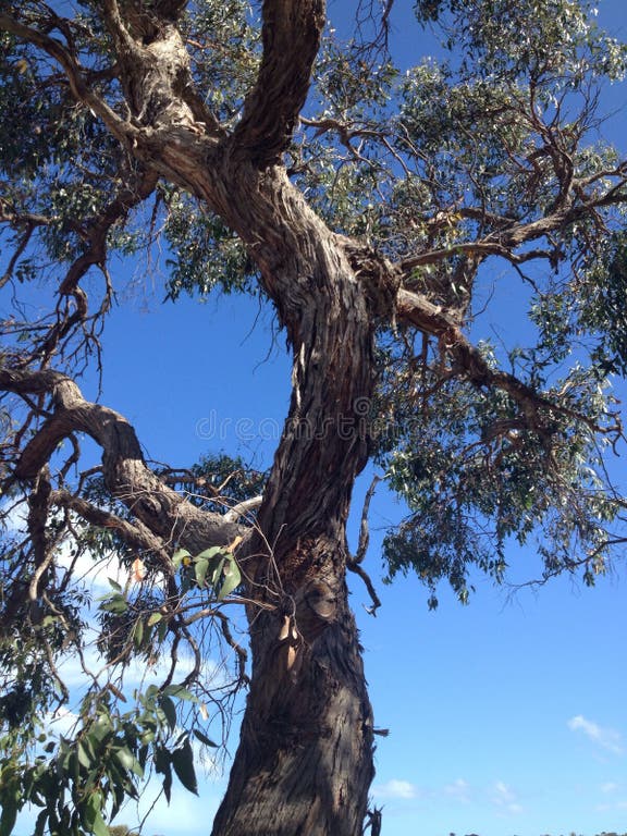 Gum tree stock photo. Image of leaves, branches, australian - 49394596