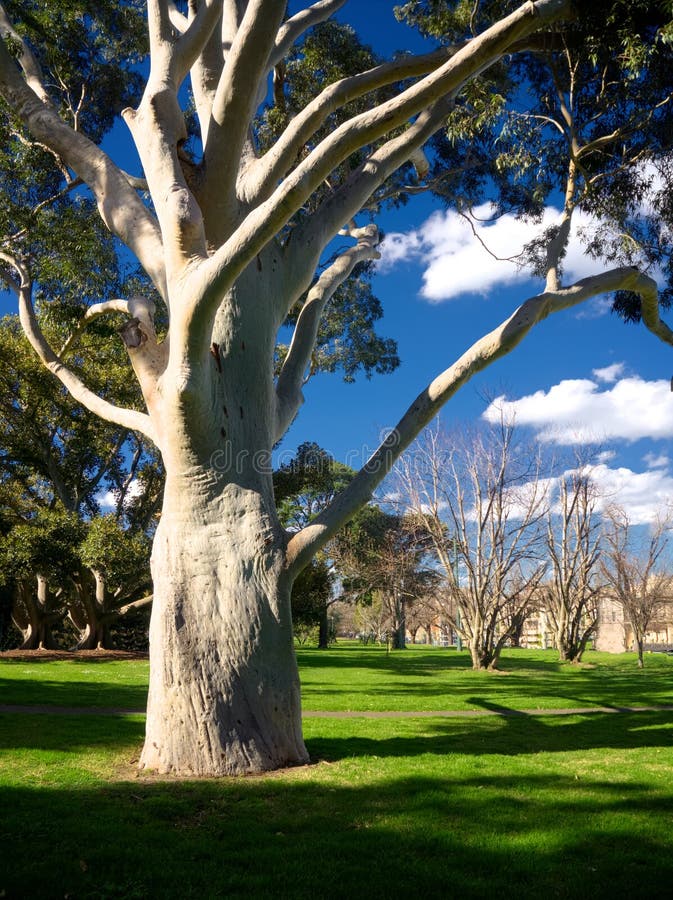 Australian Gum Tree Sky Background Stock Image - Image of green, flora ...
