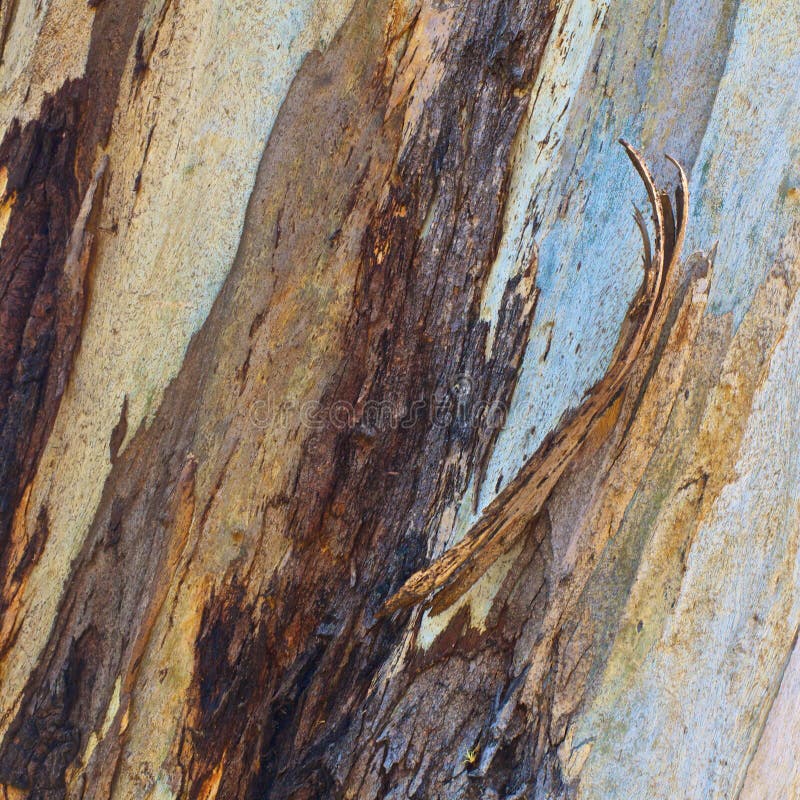 Gum tree patterns stock photo. Image of bark, knot, background - 50593284