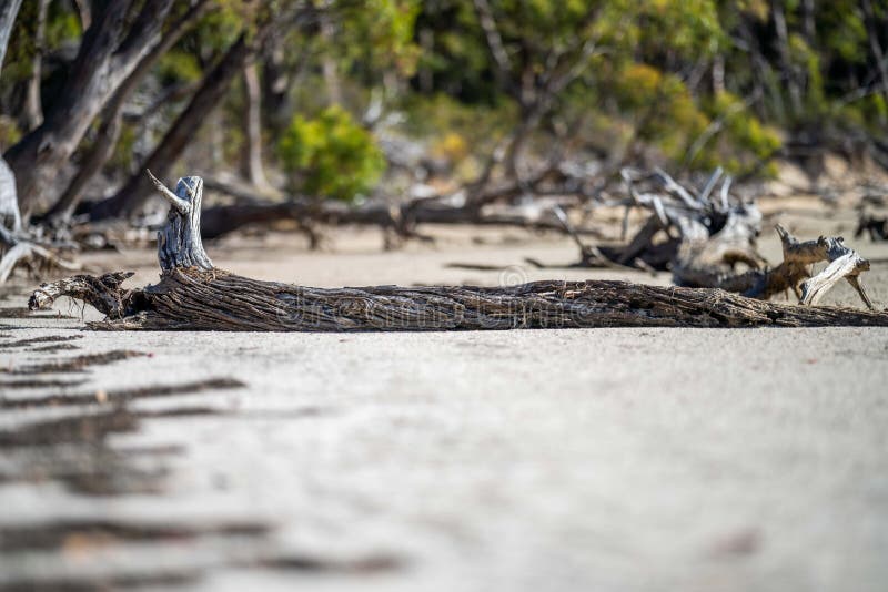 Gum Tree Roots Exposed from Erosion on the Beach Stock Image - Image of ...