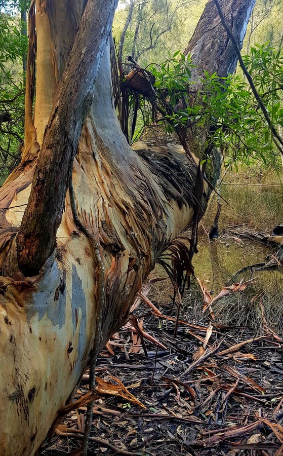 Gum Tree Shedding Bark with Interesting Patterns and Colours Stock ...