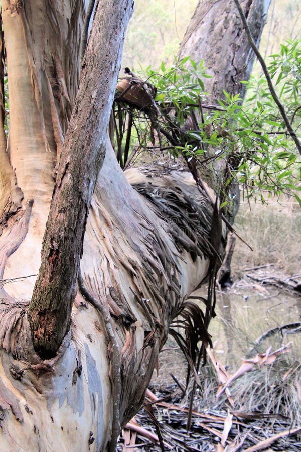 Gum Tree Shedding Bark with Interesting Patterns and Colours Stock ...