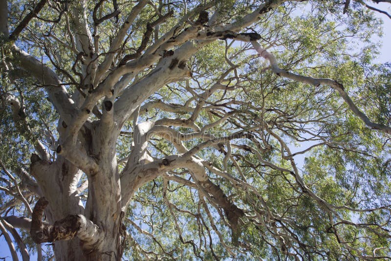 Gum tree stock image. Image of spaces, magnificent, eucalypt - 62242977