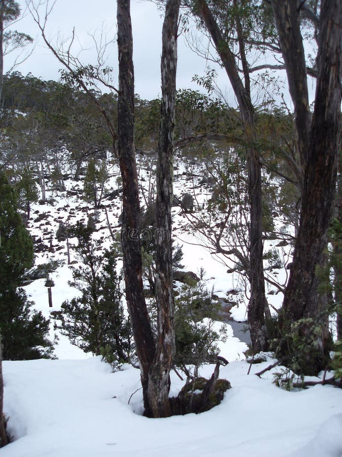 Gum trees in the snow stock image. Image of trees, ridge - 256023029