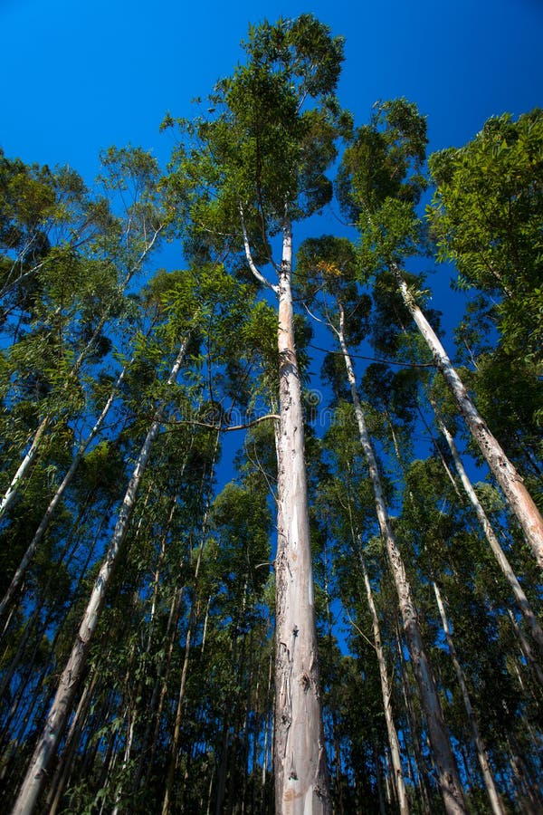 Gum Trees Vertical Forest Maize Skywards Stock Image - Image of ...