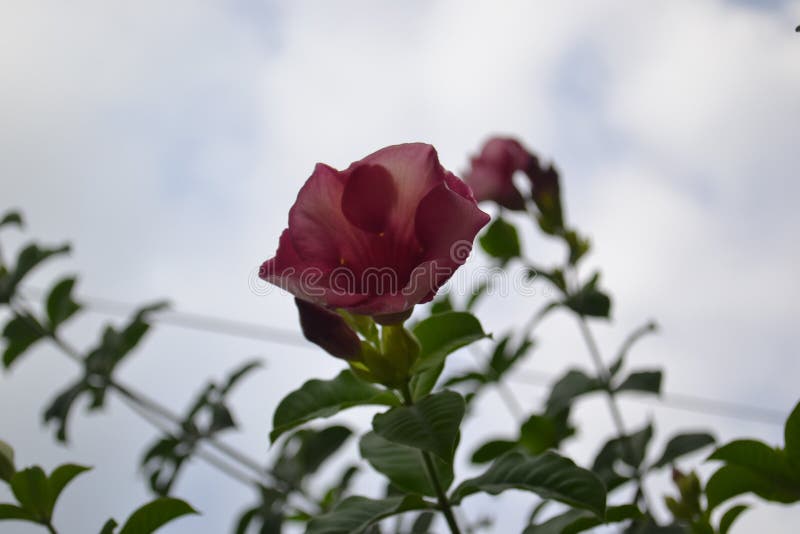 Gumamela of the Philippines Stock Photo - Image of glow, leaf: 75394366