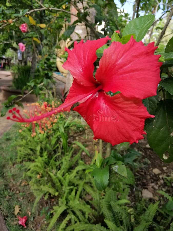 Gumamela stock photo. Image of flowers, summer, gumamela - 145000964