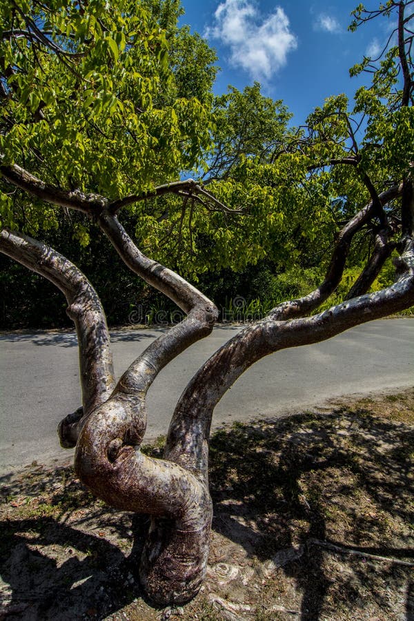 Gumbo-Limbo Tree stock image. Image of unusual, bark, tourist - 17751