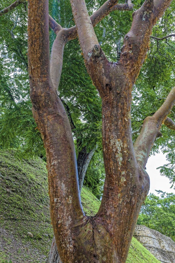 Gumbo-Limbo Tree stock image. Image of tourist, southwestern - 17751