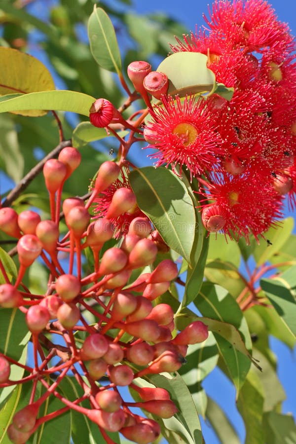 Red Gum Tree Flowers stock photo. Image of nectar, masses - 3855322