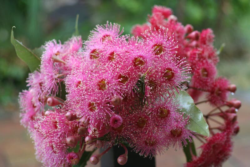 Gumnut Flowers stock image. Image of wild, gumnut, nectar - 839841
