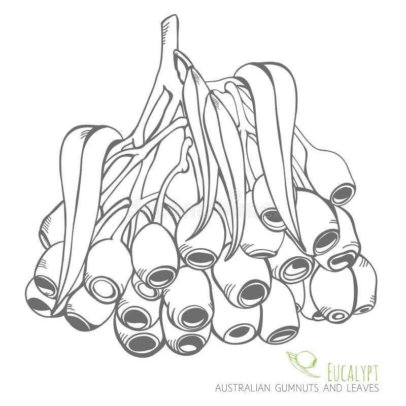 Set of Gumnuts and Leaves Natural Cartoon Icon Design Template with ...