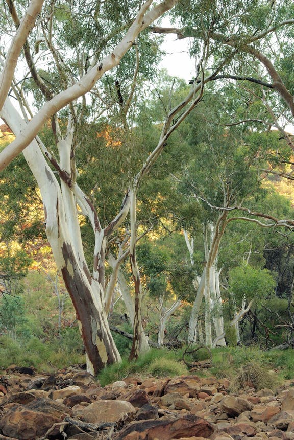 8,604 Gum Trees Stock Photos - Free & Royalty-Free Stock Photos from ...
