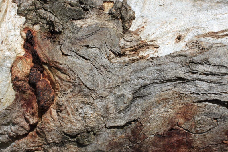 Gumtree bark stock image. Image of wood, australia, gumtree - 60930265