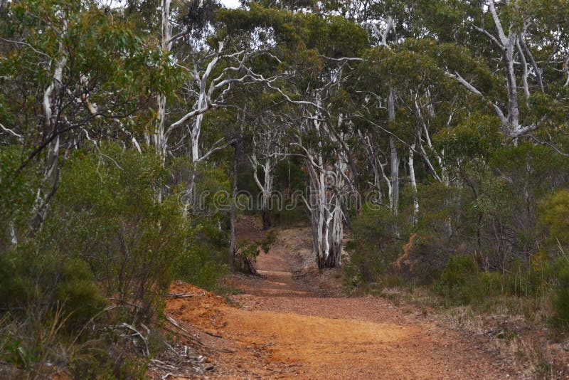 965 Gumtree Forest Stock Photos - Free & Royalty-Free Stock Photos from ...