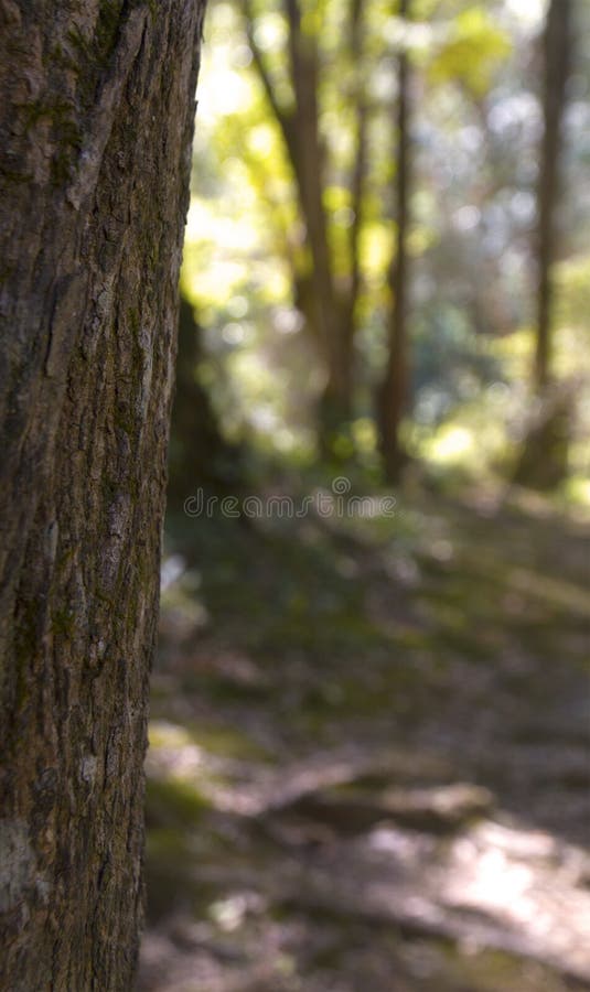 Gumtree bark stock image. Image of wood, australia, gumtree - 60930265