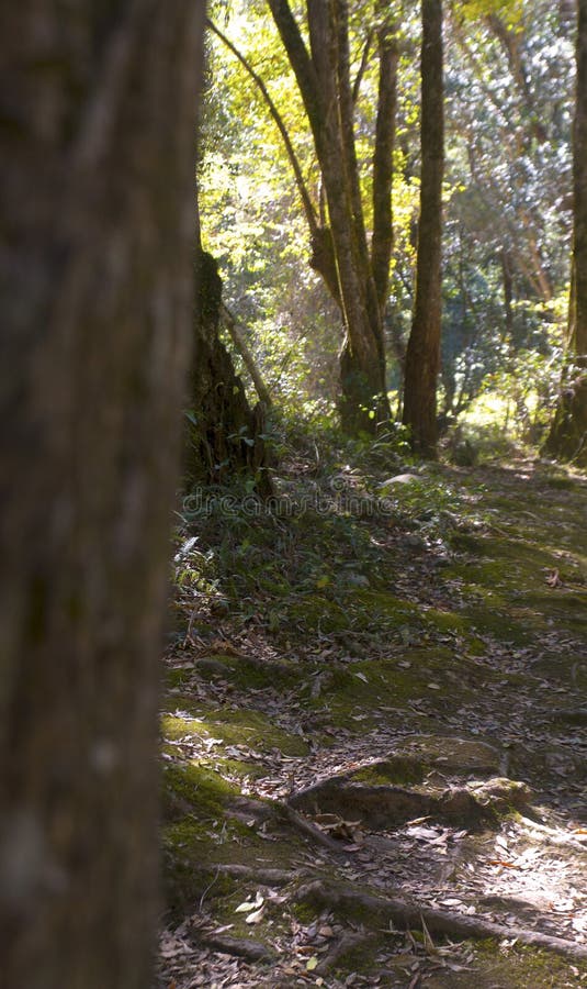 Gumtree forest stock image. Image of outdoor, fern, texture - 94543333