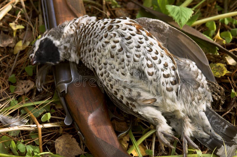 Gun and a bird stock photo. Image of scene, hunting, wildlife - 4638068