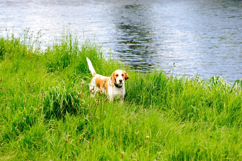 Gun dog Beagle stock photo. Image of expression, alert - 55595912