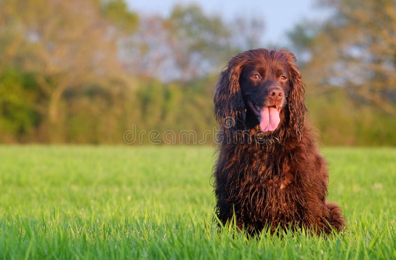 Gun dog in field stock image. Image of scruffy, field - 142408731