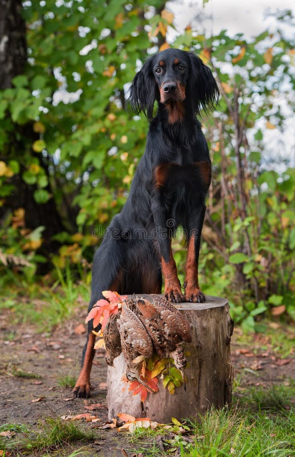 Gun Dog Near To Trophy, Outdoors Stock Photo - Image of hunter, pursuit ...