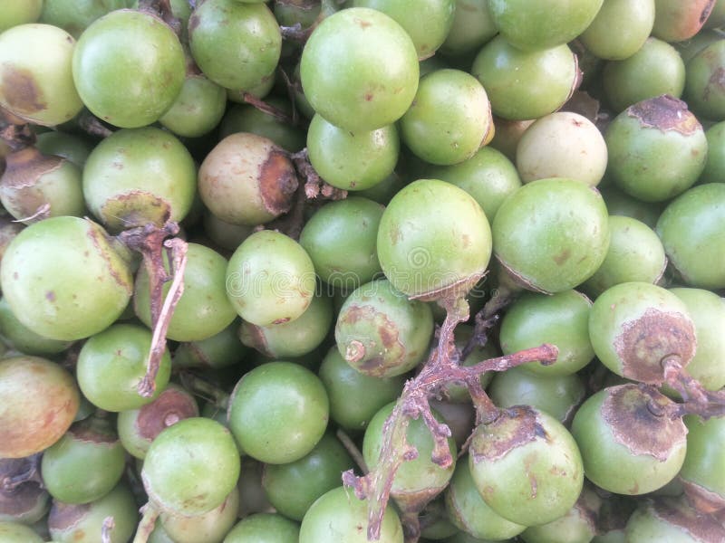 Gunda стоковое изображение. изображение насчитывающей средства - 70297633