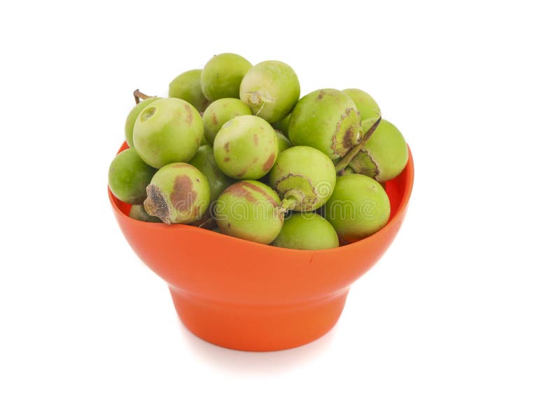 Myxa Gunda Stock Photos - Free & Royalty-Free Stock Photos from Dreamstime