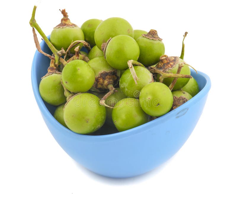 Gunda gumberry stock photo. Image of fresh, berry, dichotoma - 142690442