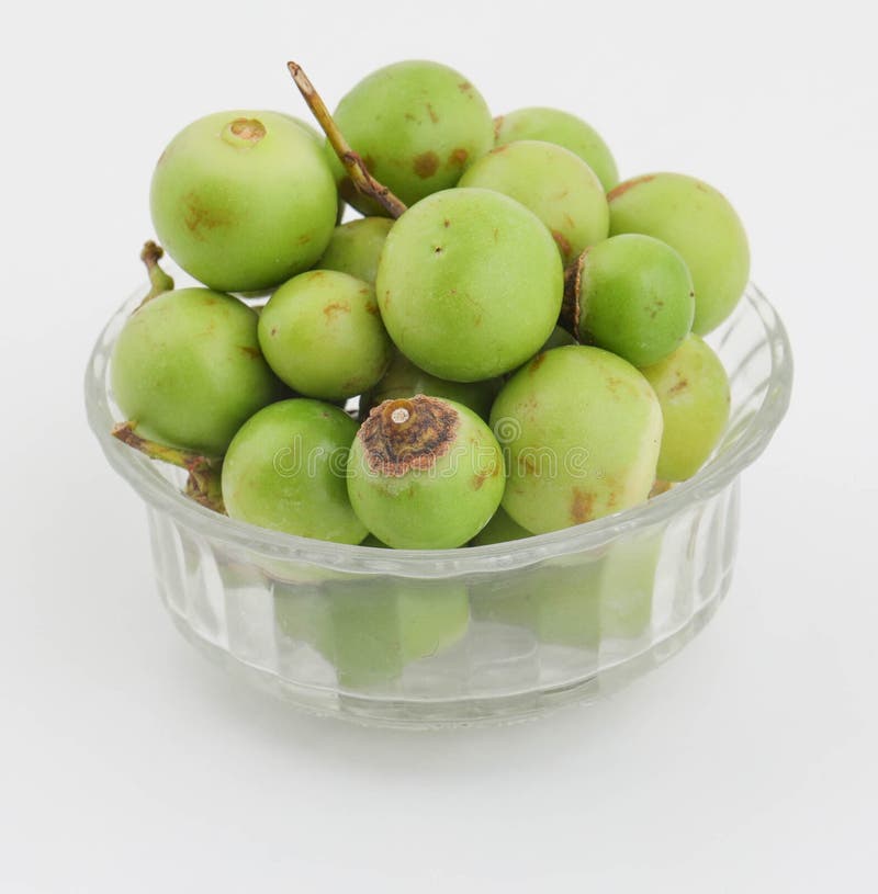 Gunda gumberry stock photo. Image of bird, green, health - 92527368