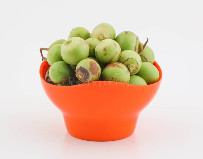 Gunda gumberry stock image. Image of greenhouse, farm - 92527349