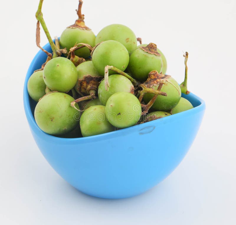 Gunda gumberry stock image. Image of herbal, gummy, cherry - 92527355