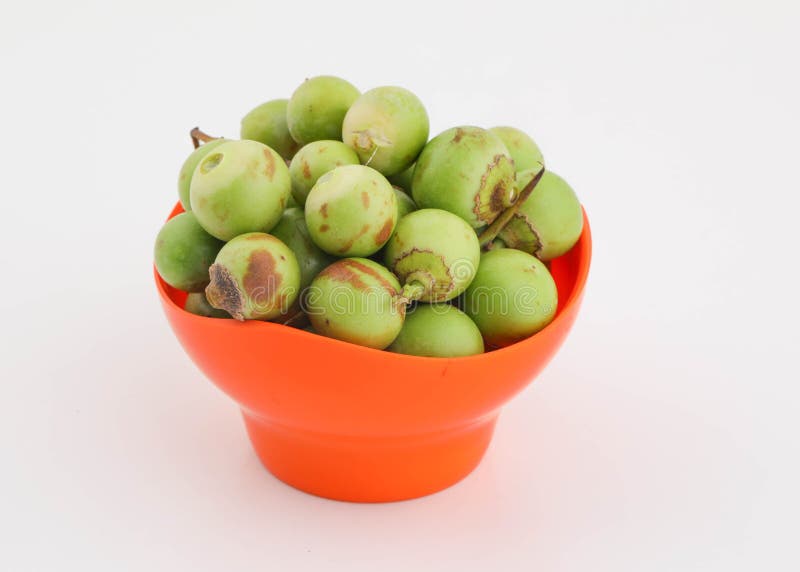 Gunda gumberry stock image. Image of greenhouse, farm - 92527349