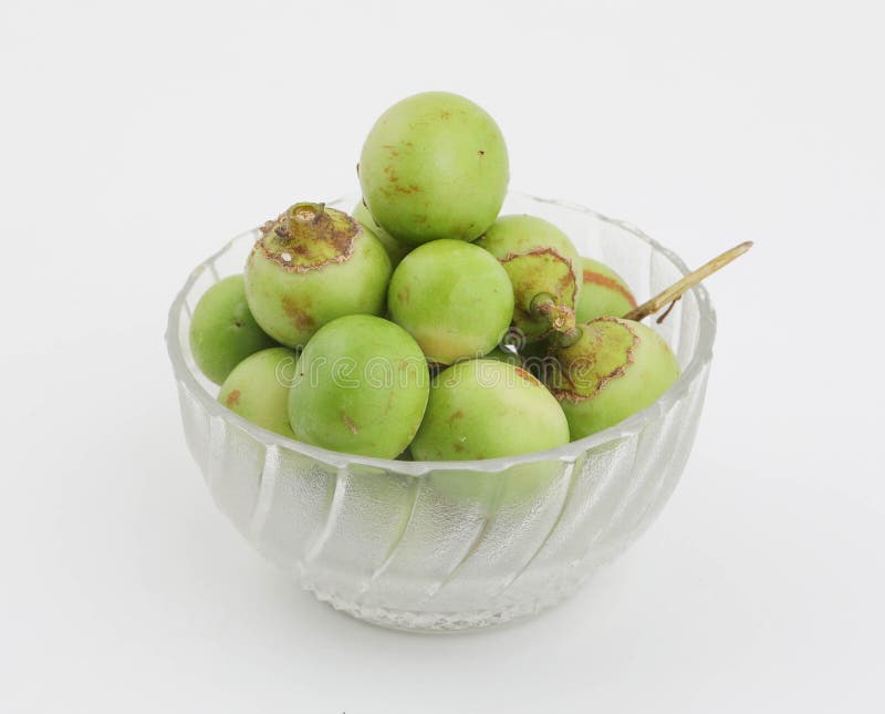 Gunda gumberry stock photo. Image of bird, green, health - 92527368