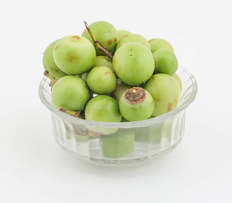 Gunda gumberry stock photo. Image of bird, green, health - 92527368