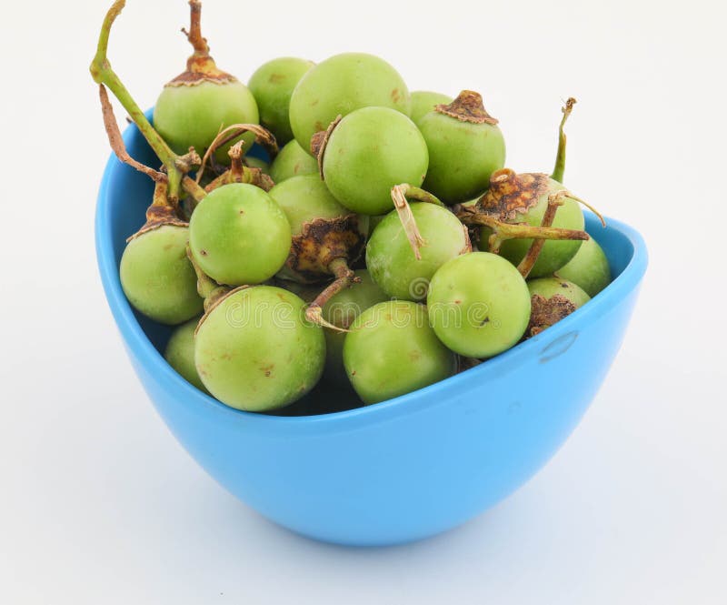 Gunda gumberry stock photo. Image of cultivation, care - 92527178