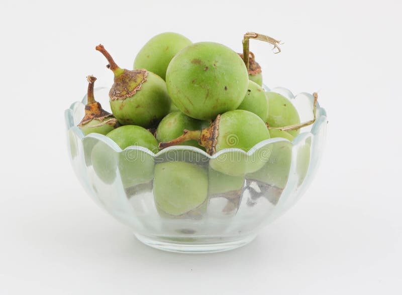 Gunda gumberry stock image. Image of herbal, greenhouse - 92527221