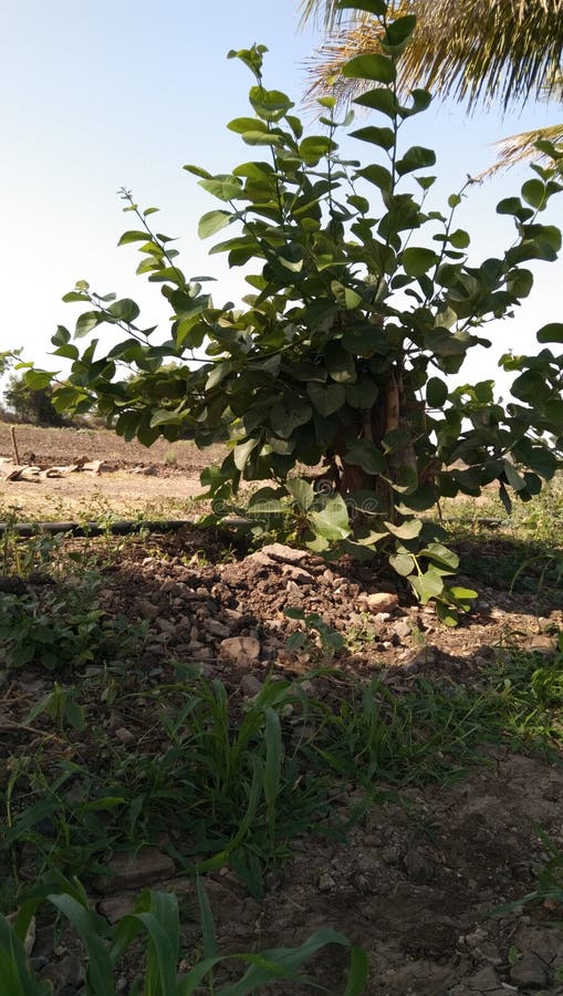 Gunda tree stock image. Image of branch, evergreen, shrub - 245598973