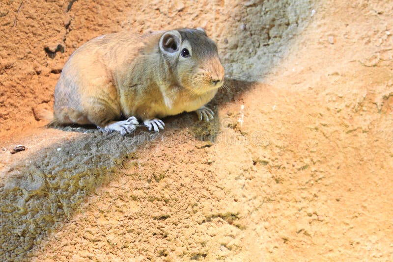 Gundi stock photo. Image of african, cute, rock, wildlife - 33523436