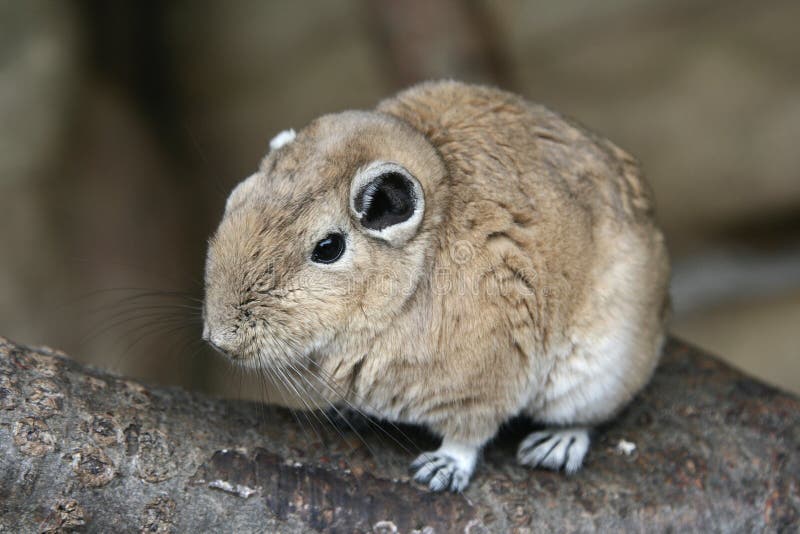 Gundi stock photo. Image of african, cute, rock, wildlife - 33523436