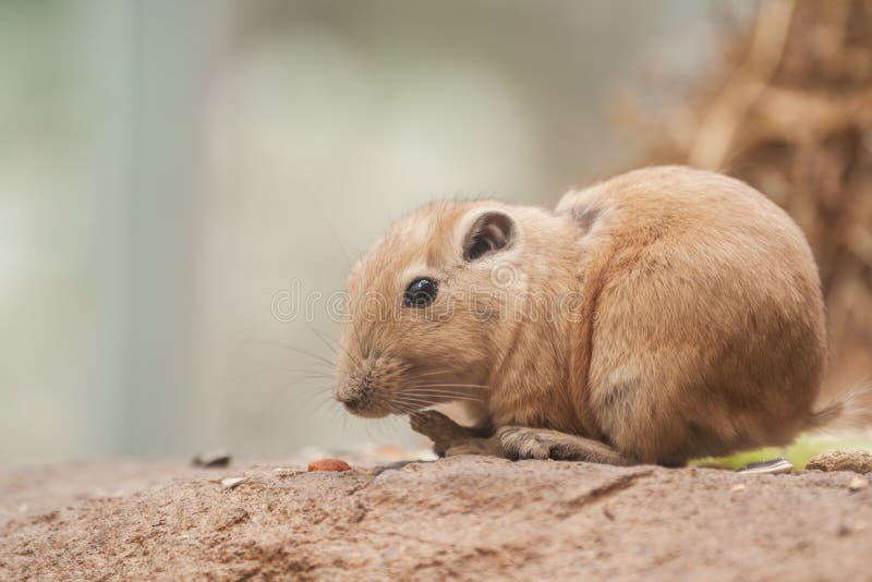 Close up of a gundi stock photo. Image of animals, rodent - 20124710