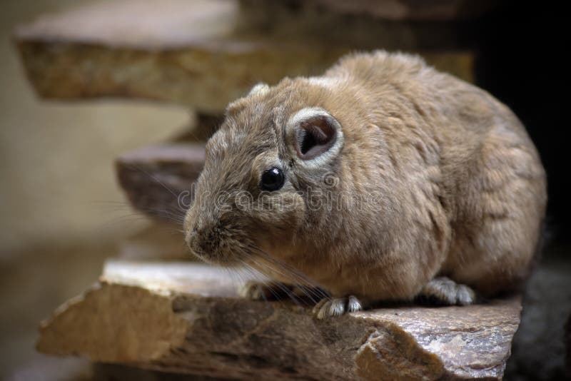Gundi stock image. Image of african, wildlife, wild, rodent - 37244323