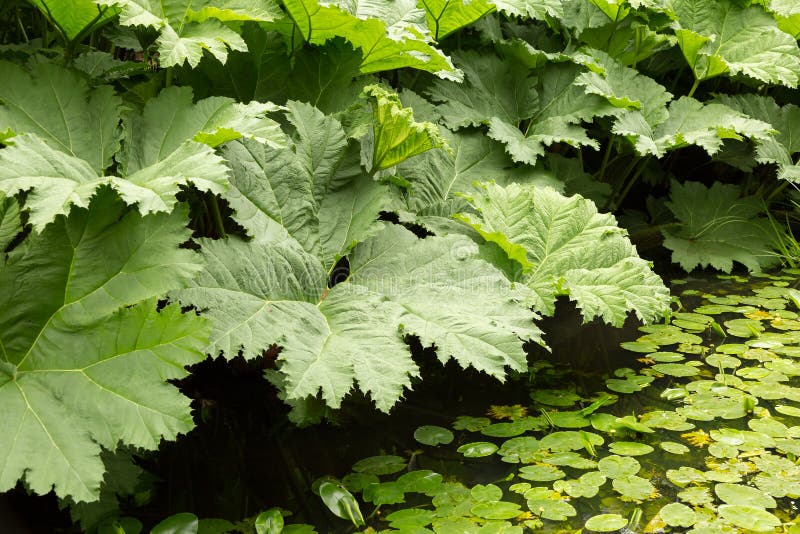 Reuze Rabarber, Blad Met Structuren Stock Foto - Image of foto ...