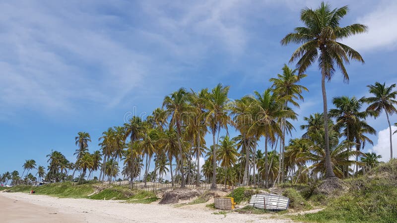 Gunga& X27;s Beach Palm Trees Stock Photo - Image of gungas, trees ...