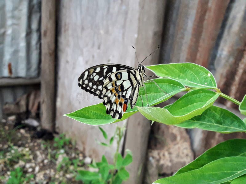 GUNGO Butterfly stock image. Image of gungo, butterfly - 174331991