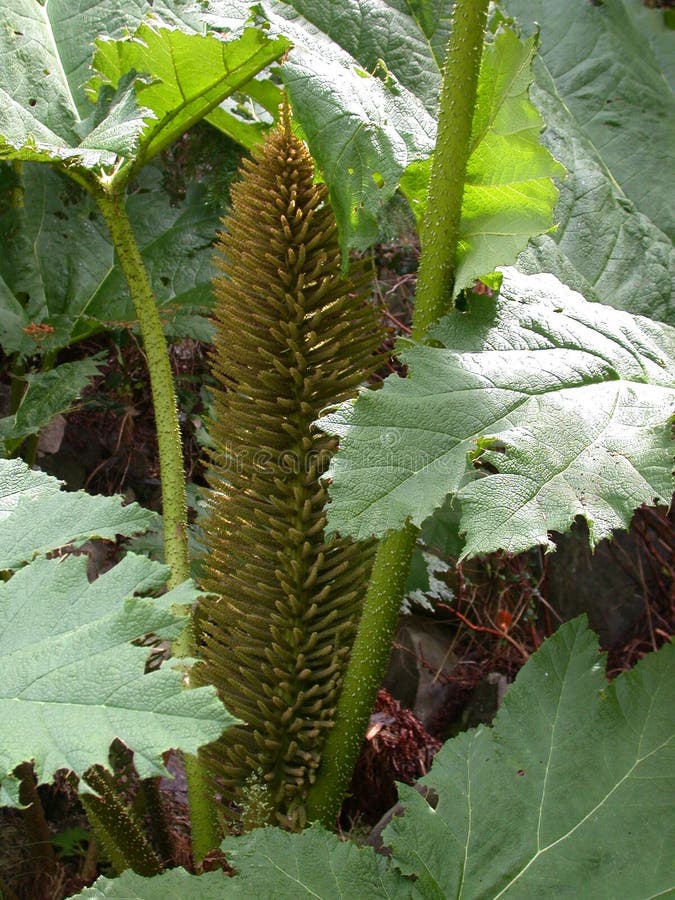 Gunnera flower stock image. Image of genus, flowers, tropical - 25697