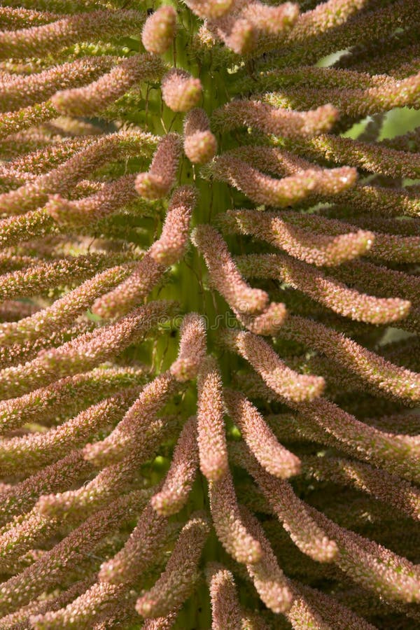 Gunnera stock image. Image of flower, britain, europe - 159153989 Gunnera stock image. Image of flower, britain, europe - 159153989