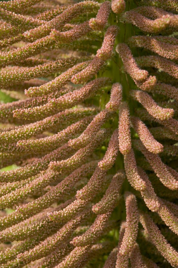 Gunnera stock image. Image of pattern, abstract, plant - 159154031 Gunnera stock image. Image of pattern, abstract, plant - 159154031