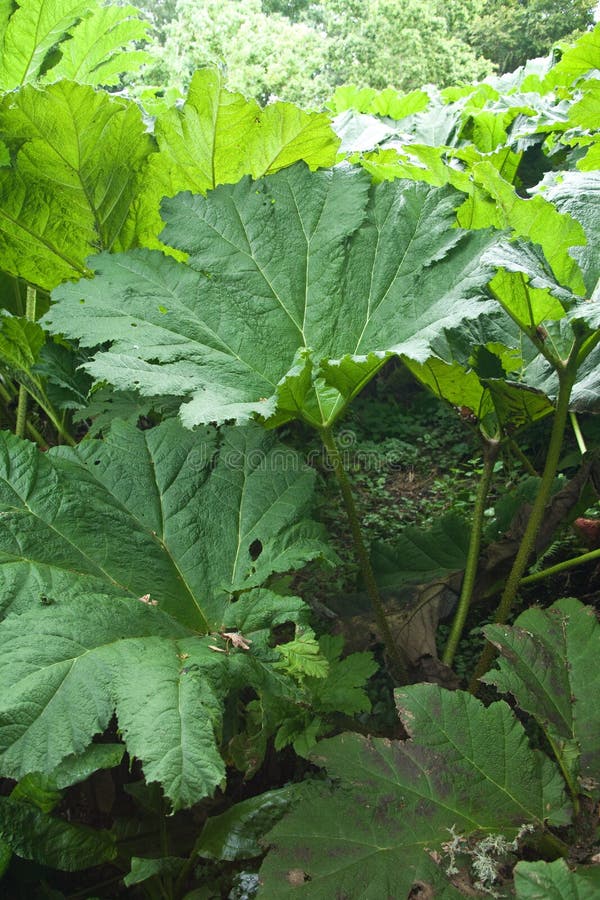 Gunnera manicata stock image. Image of manicata, giant - 26361203